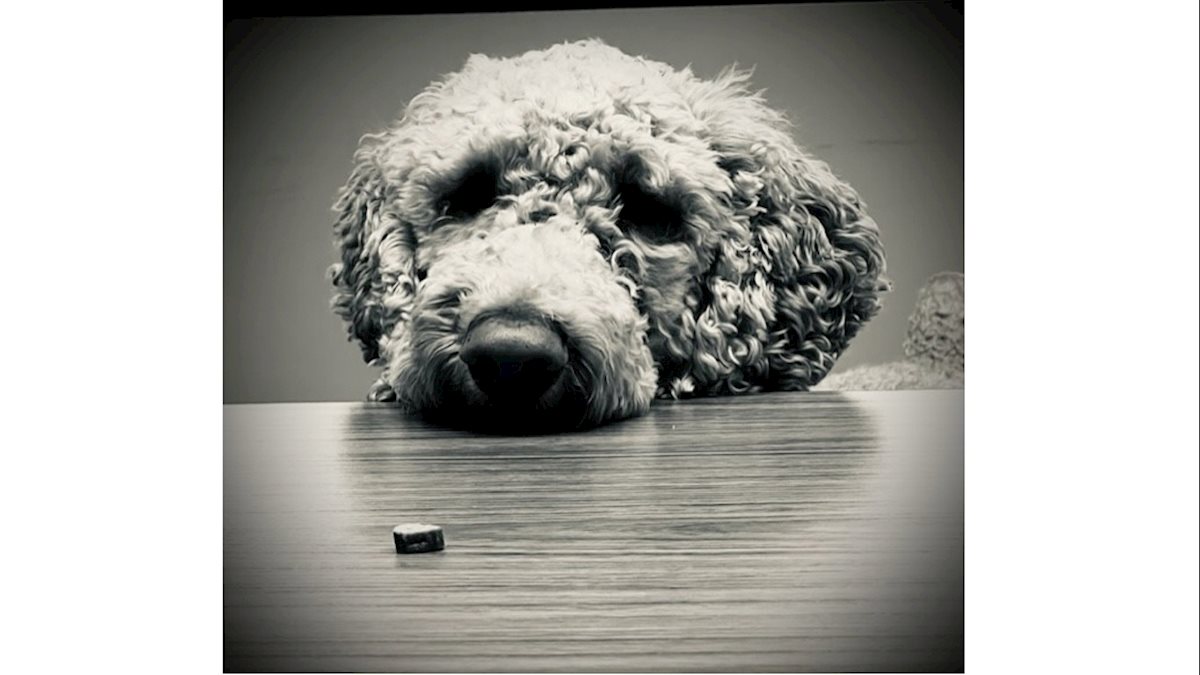 Pandemic puppy turns therapy dog | School of Medicine | West Virginia ...