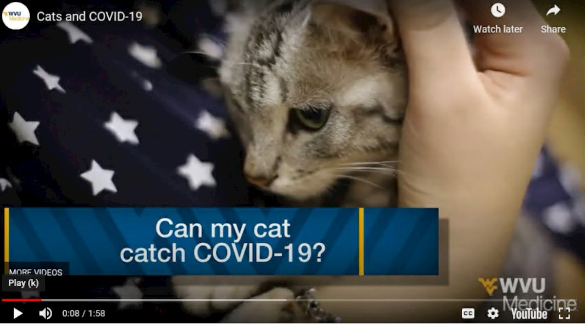 WVU Health Report: Cats and COVID-19 | School of Medicine | West ...